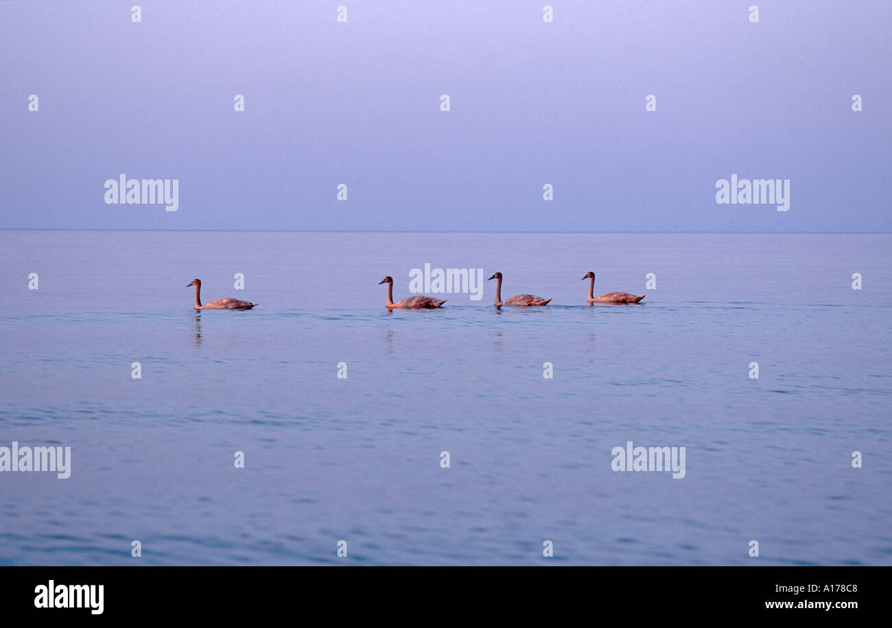 Swans in a line at dusk Stock Photo - Alamy