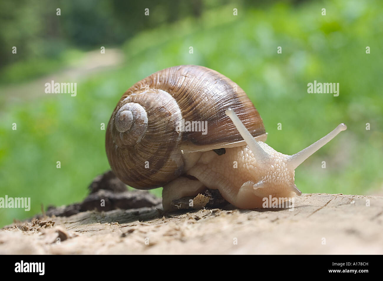 snail;escargot;worm;worm conveyor screw Stock Photo - Alamy