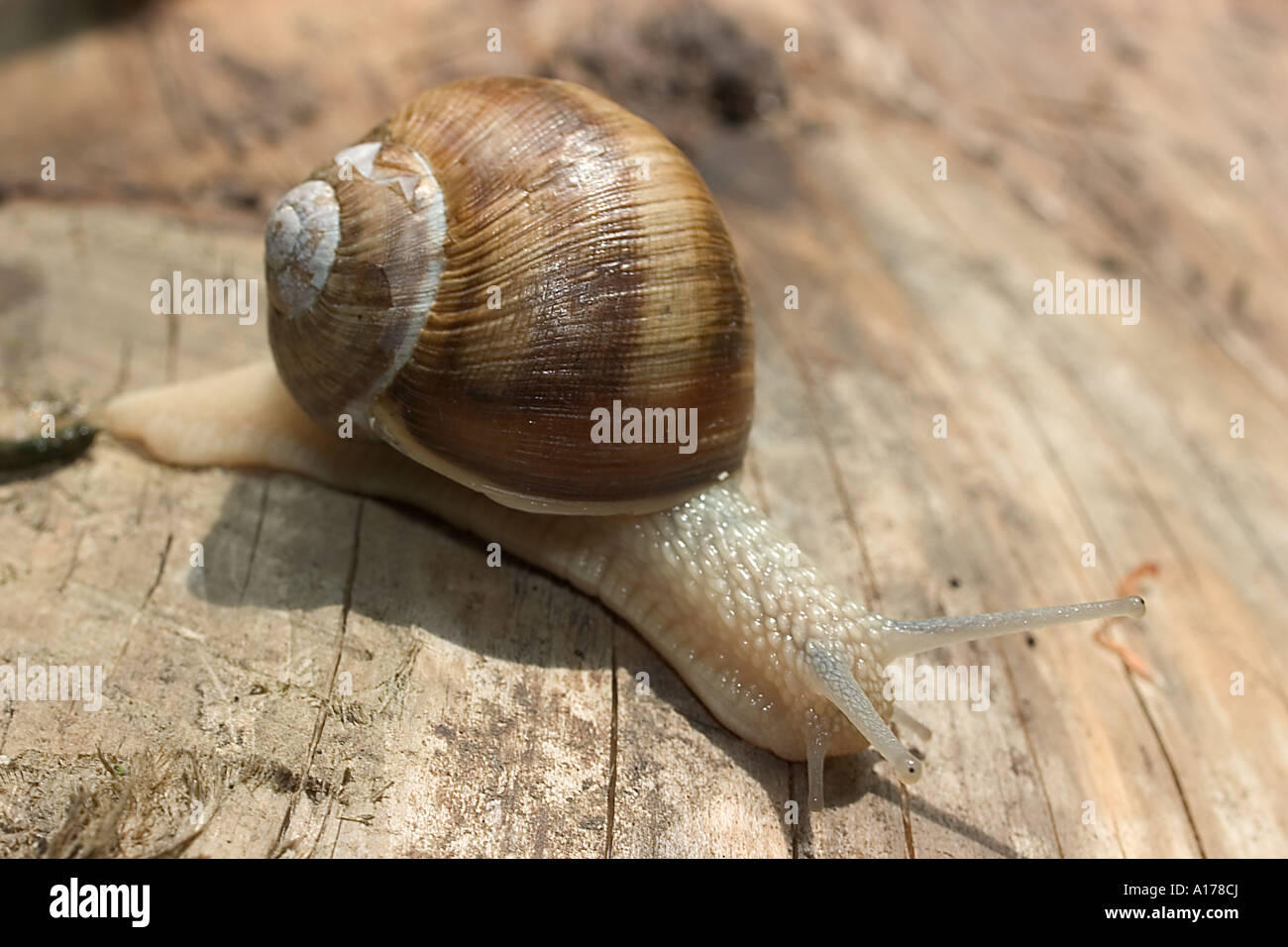 snail;escargot;worm;worm conveyor screw Stock Photo - Alamy