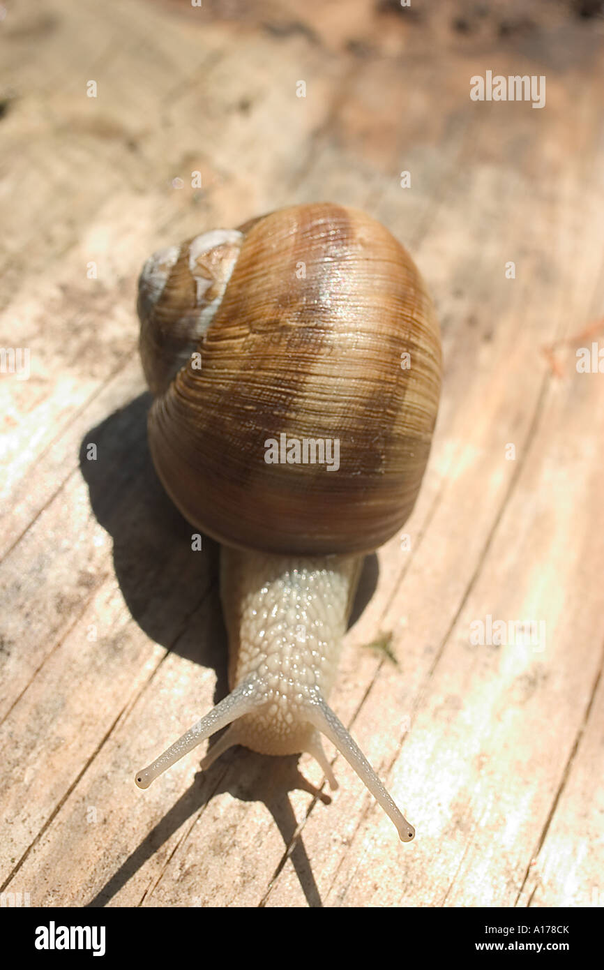 Screw conveyor hi-res stock photography and images - Alamy