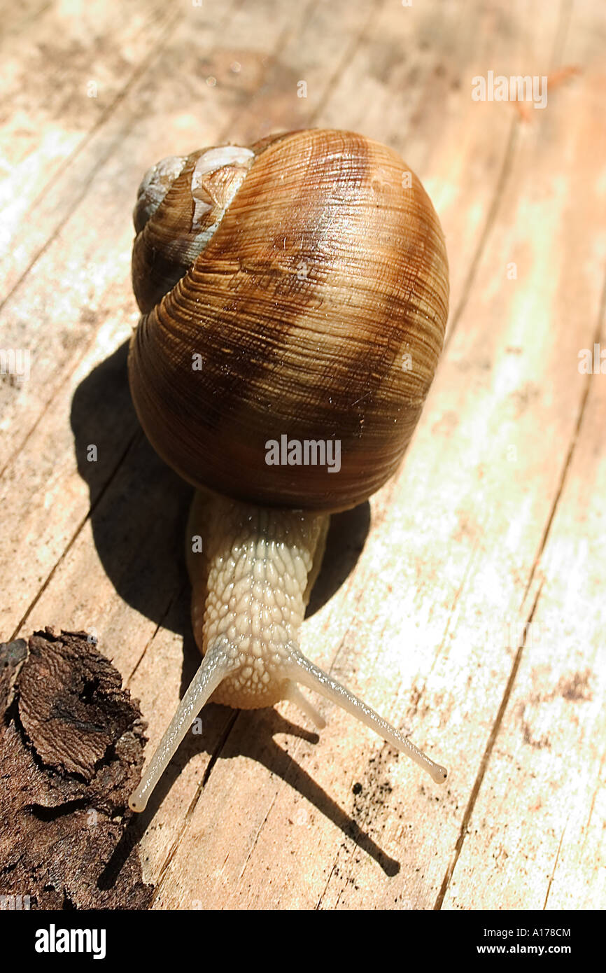 snail;escargot;worm;worm conveyor screw Stock Photo - Alamy