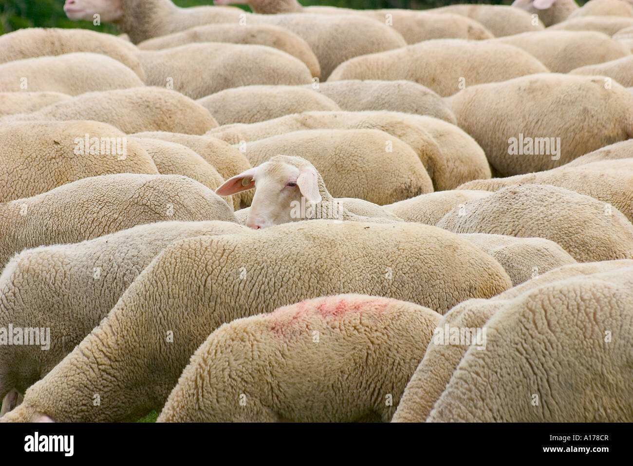 flock of sheep Stock Photo - Alamy