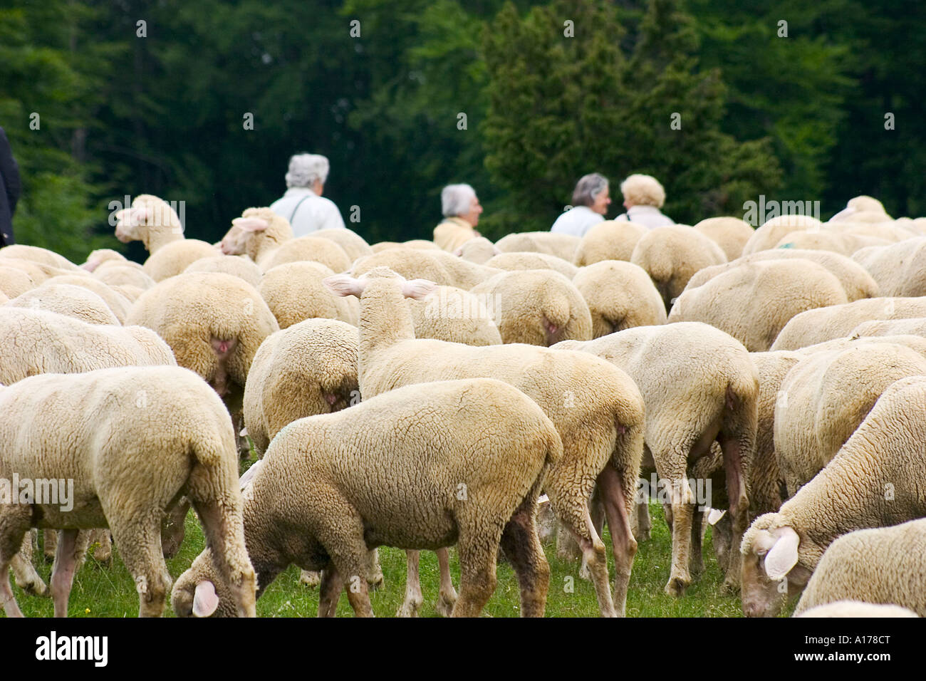 flock of sheep Stock Photo - Alamy