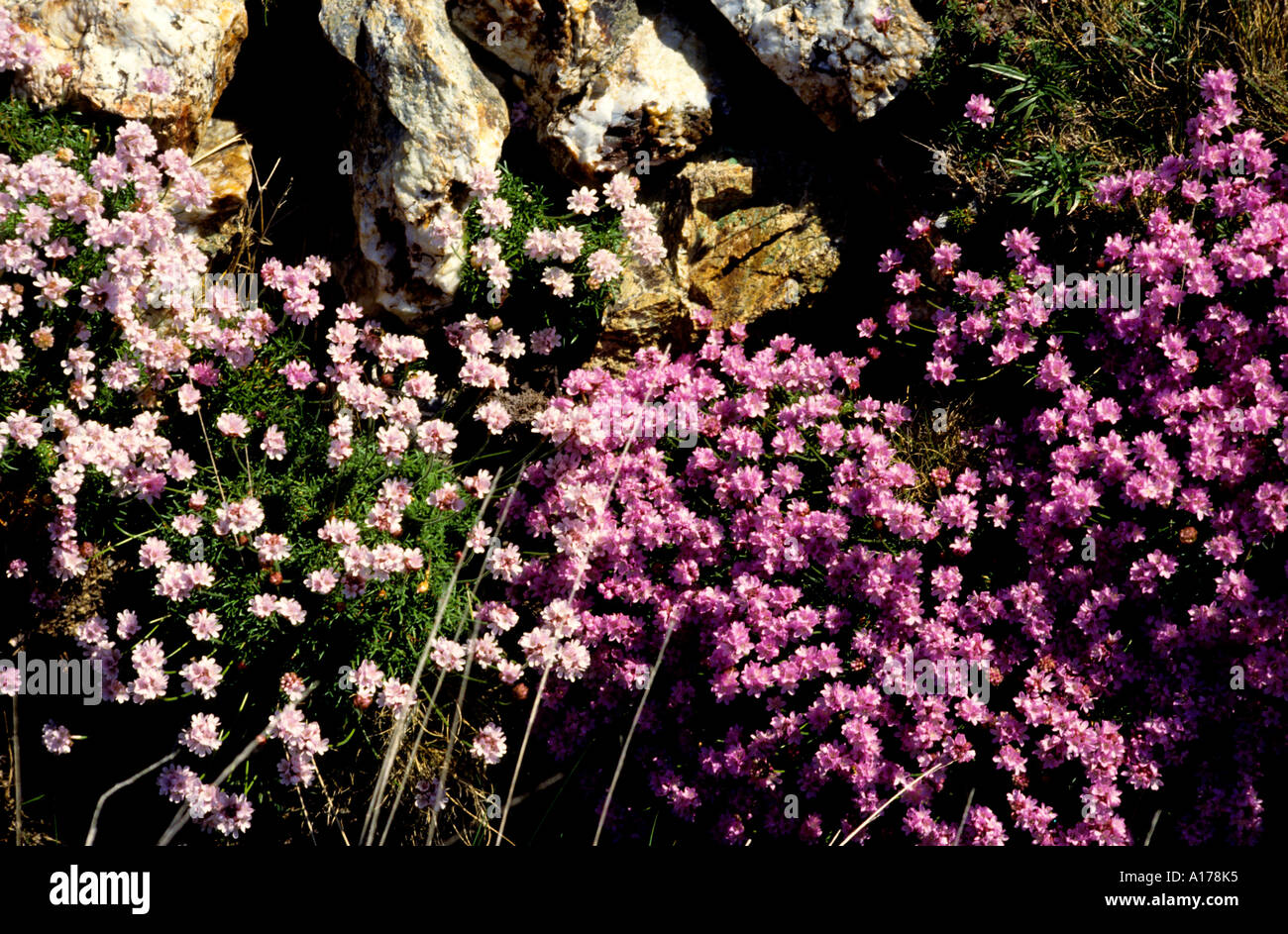 Cliffs moher ireland flowers pink hi-res stock photography and images ...