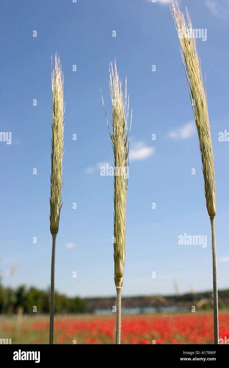 Awns hi-res stock photography and images - Alamy