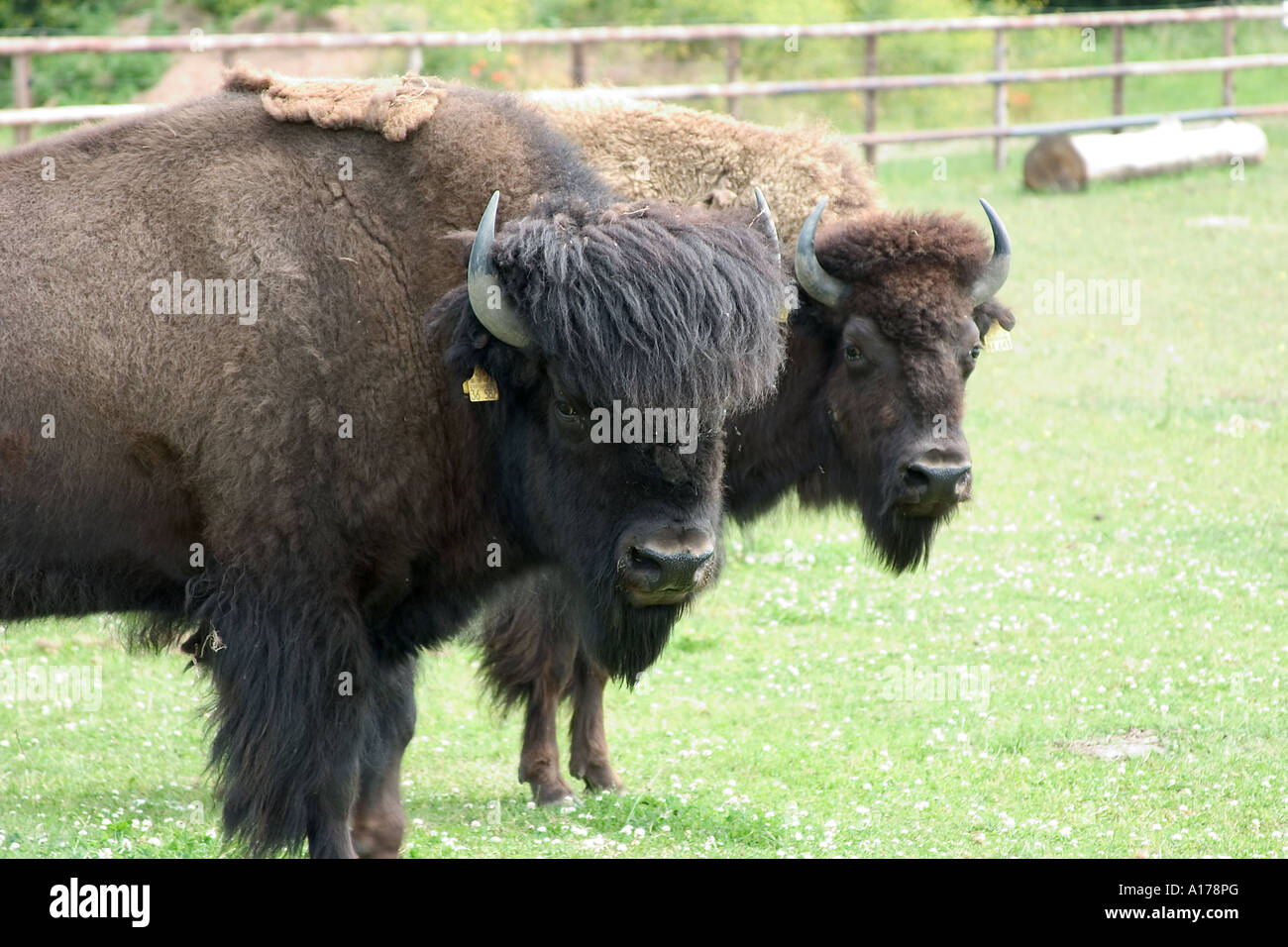 Mark buffalo family hi-res stock photography and images - Alamy