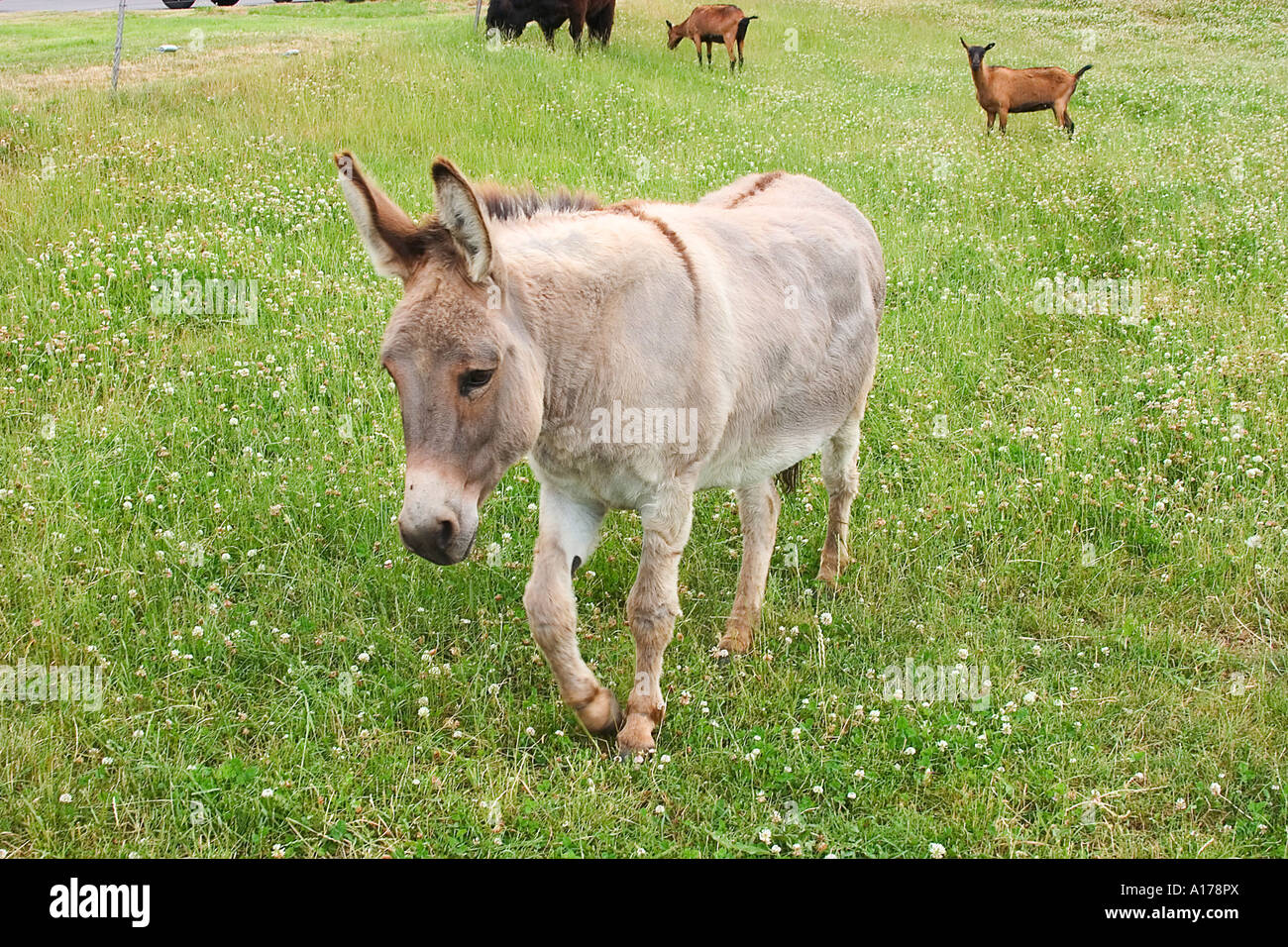 Good donkey hi-res stock photography and images - Alamy