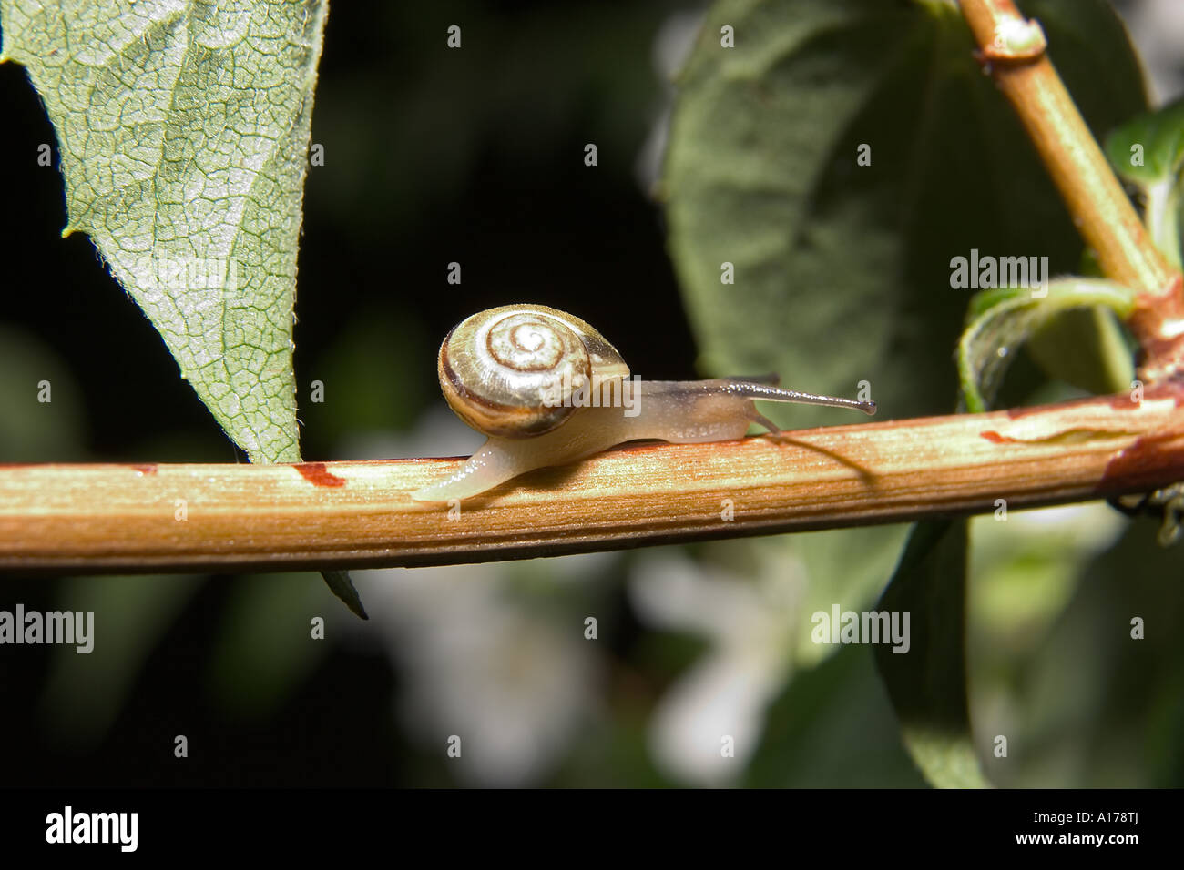 Conveyor screw hi-res stock photography and images - Alamy