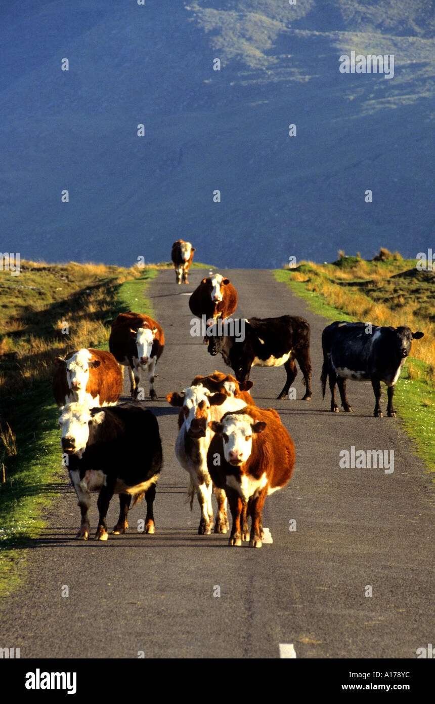 Walk of famine cow cows Ireland Irish farm Farmer Stock Photo - Alamy