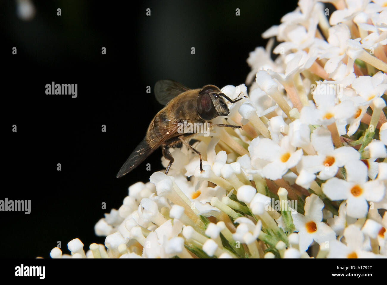 Body parts fly hi-res stock photography and images - Alamy