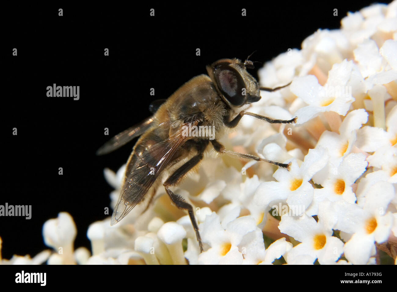 Body parts fly hi-res stock photography and images - Alamy