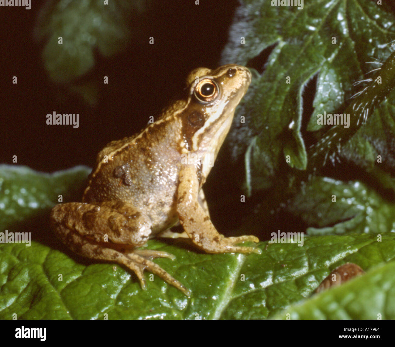 Frog and leaf hi-res stock photography and images - Alamy