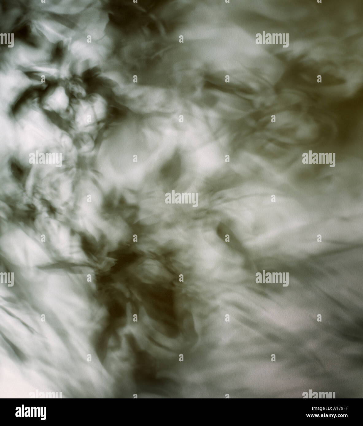 patterns of leaf shadows falling across a wall Stock Photo - Alamy