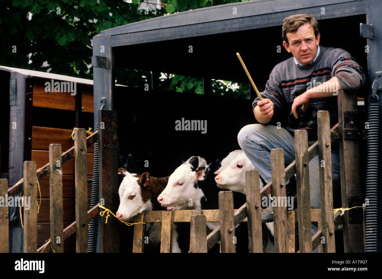 Cattle Market Limerick Farmer Cow Cows Kerry Ireland Irish farm Farmer ...