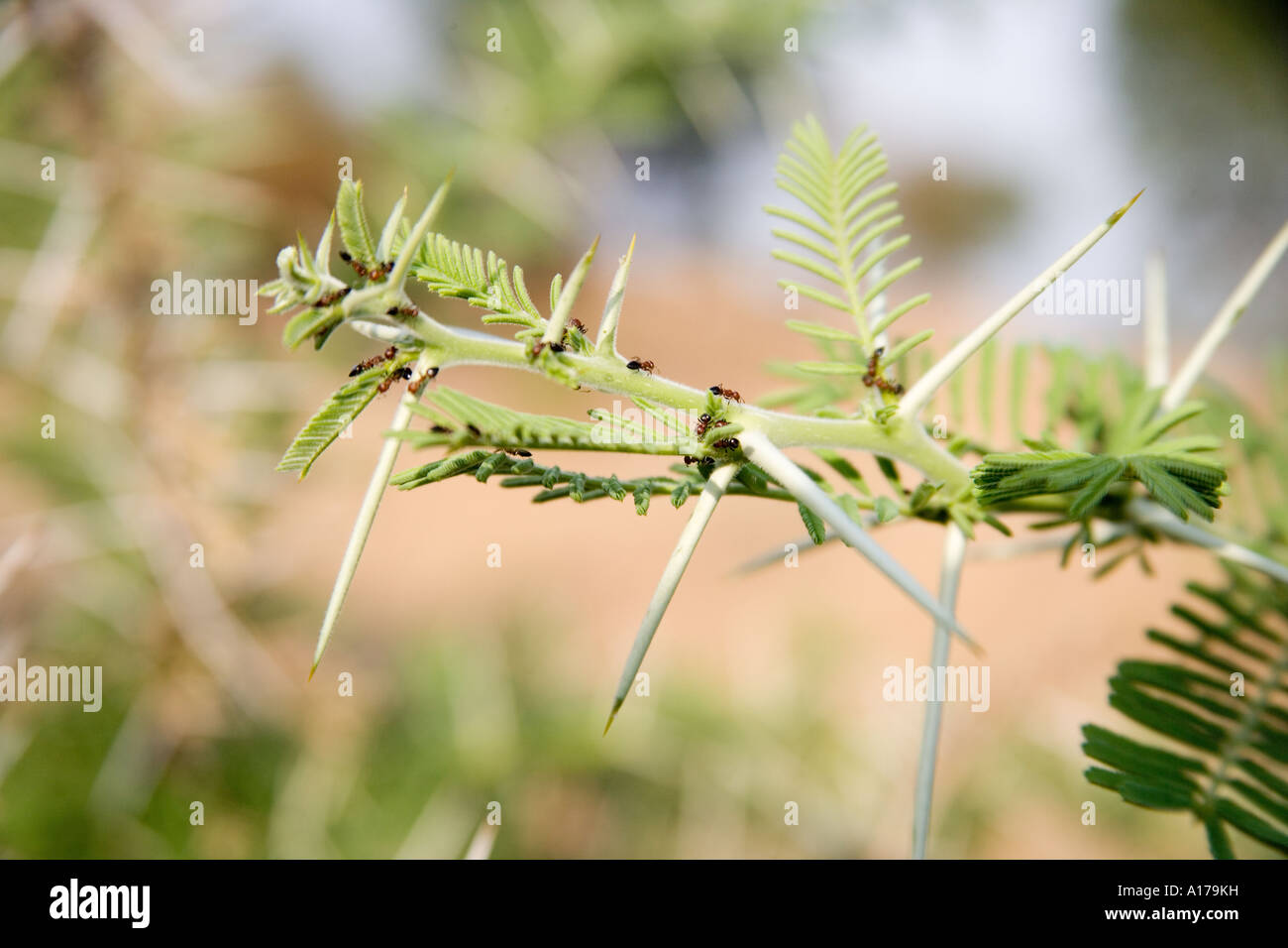 Thorn bugs hi-res stock photography and images - Alamy