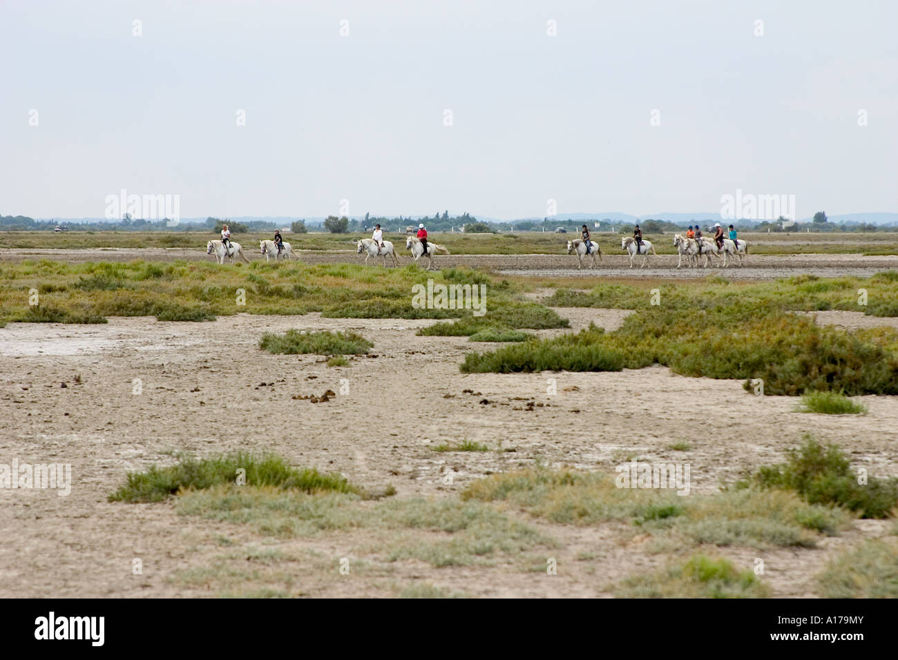 Camargue cows hi-res stock photography and images - Alamy