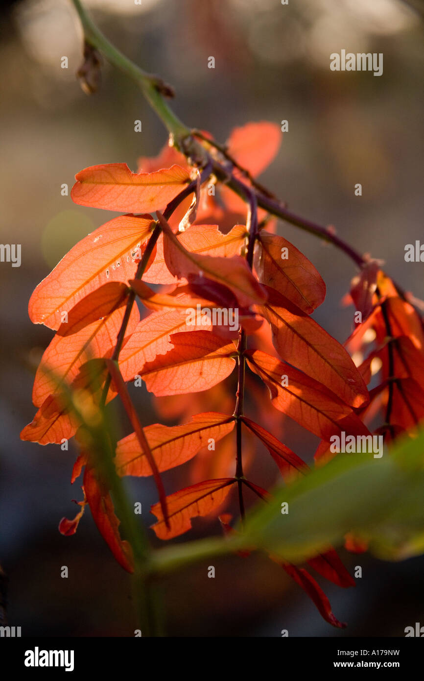 Leaves in Tanzania Stock Photo - Alamy