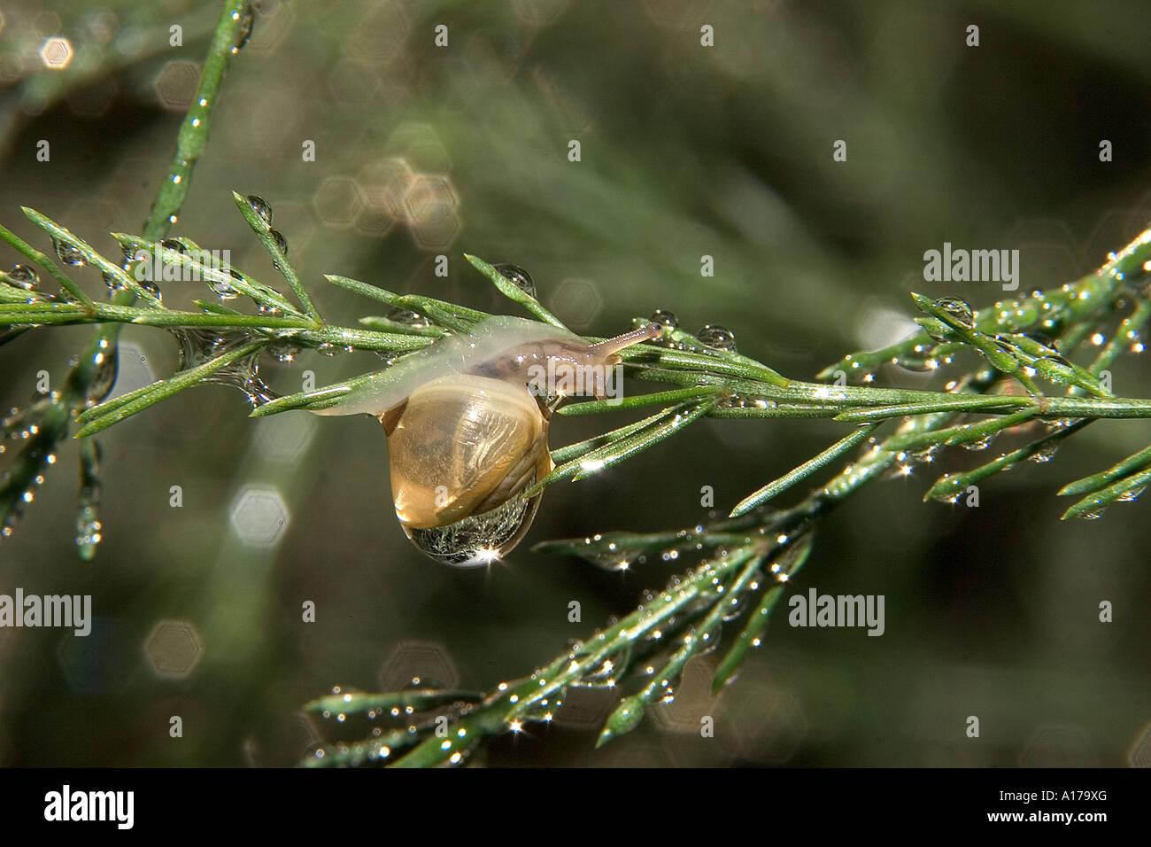 Needle snail hi-res stock photography and images - Alamy