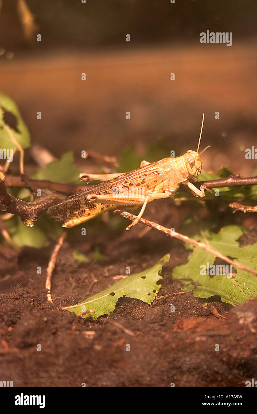 Grass hopper hi-res stock photography and images - Alamy