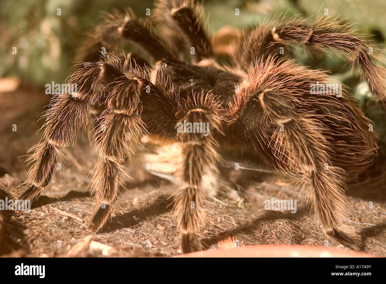 Big hair bird hi-res stock photography and images - Alamy