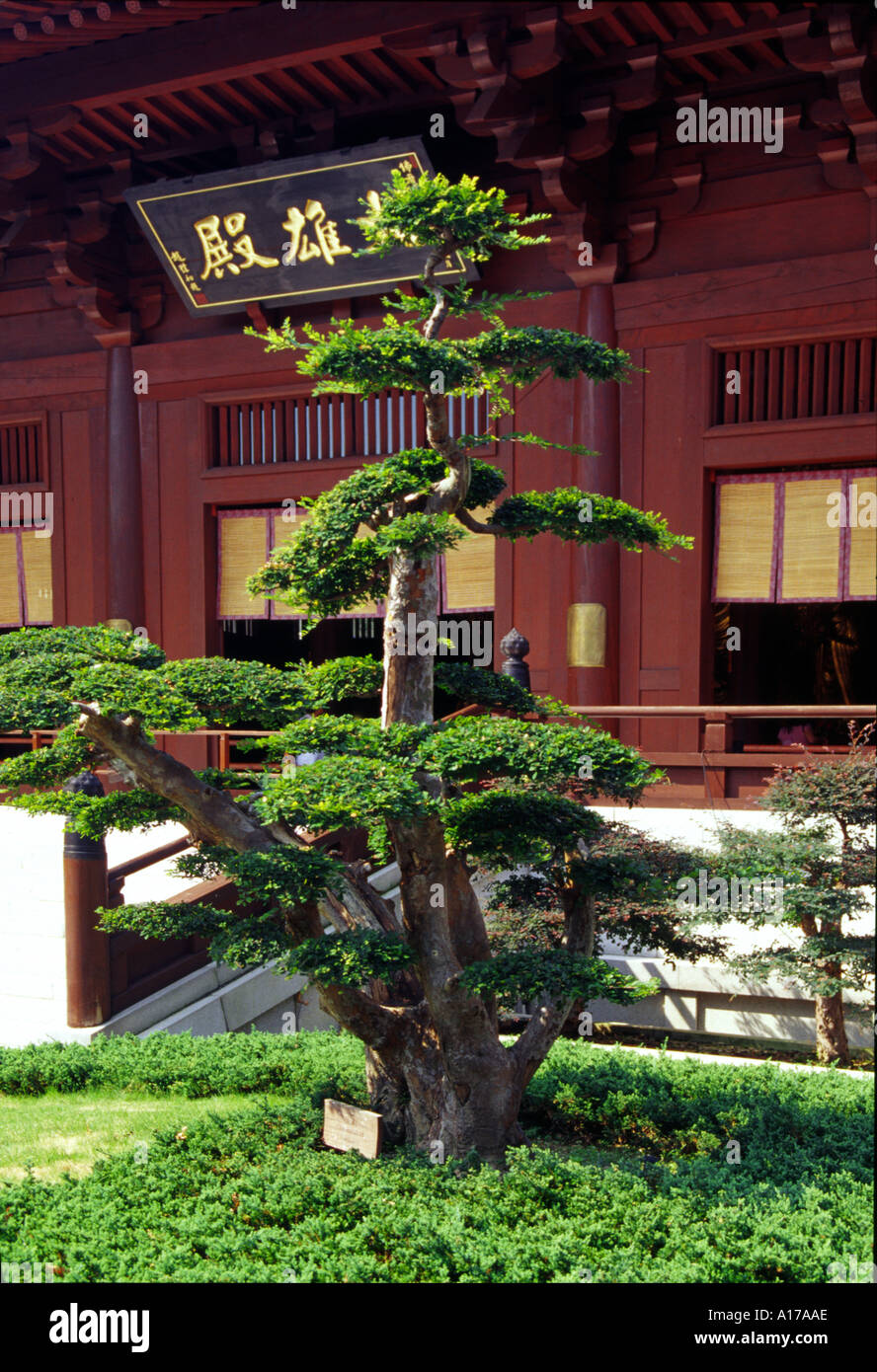 Oddly shaped tree at the entrance of Chi Lin Nunnery in Hong Kong Stock ...