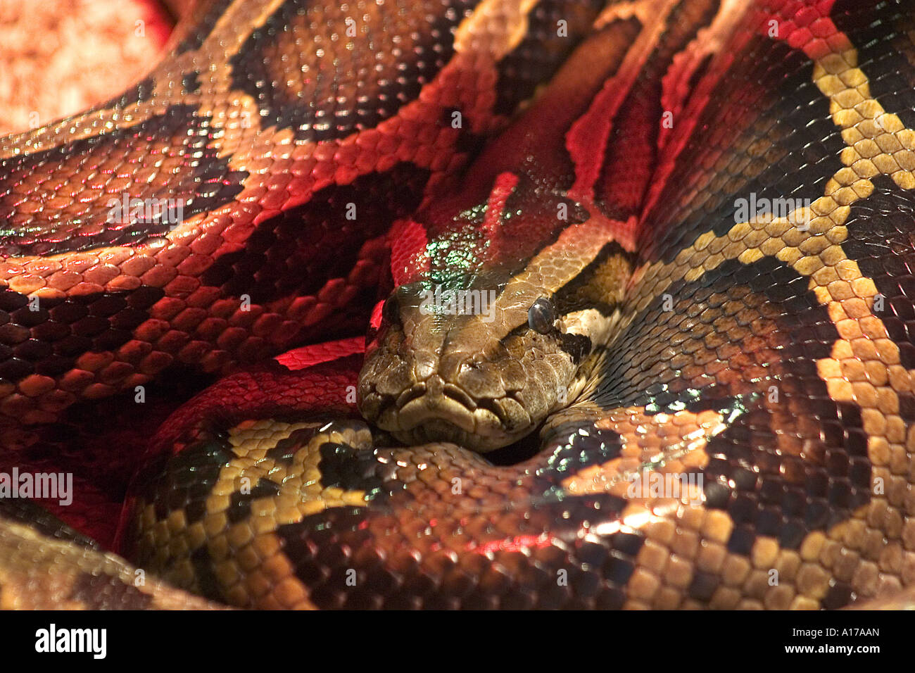 Fear of snake hi-res stock photography and images - Alamy
