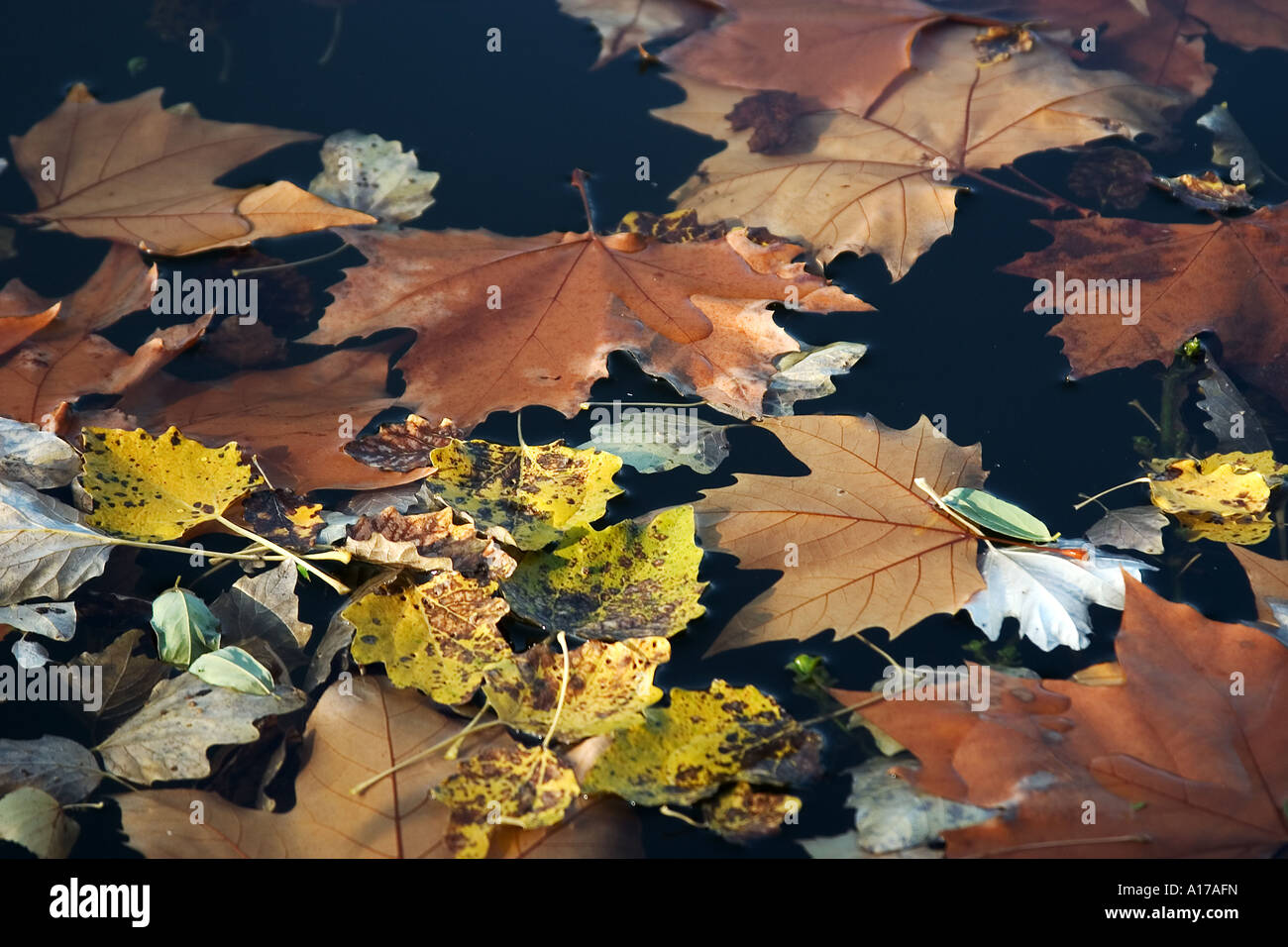 Die off foliage hi-res stock photography and images - Alamy