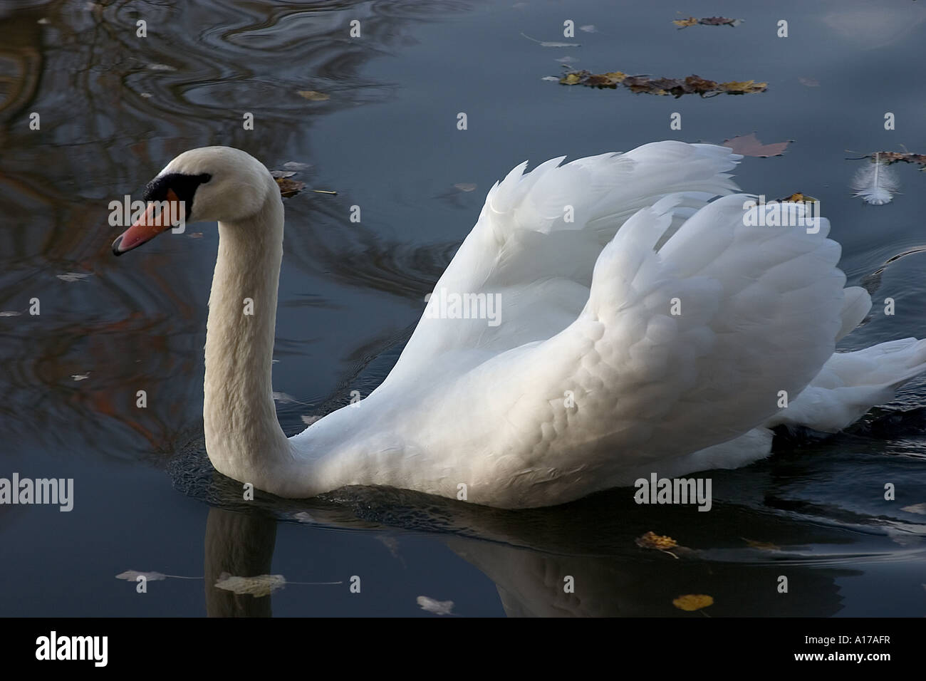 Swans swimming fast hi-res stock photography and images - Alamy