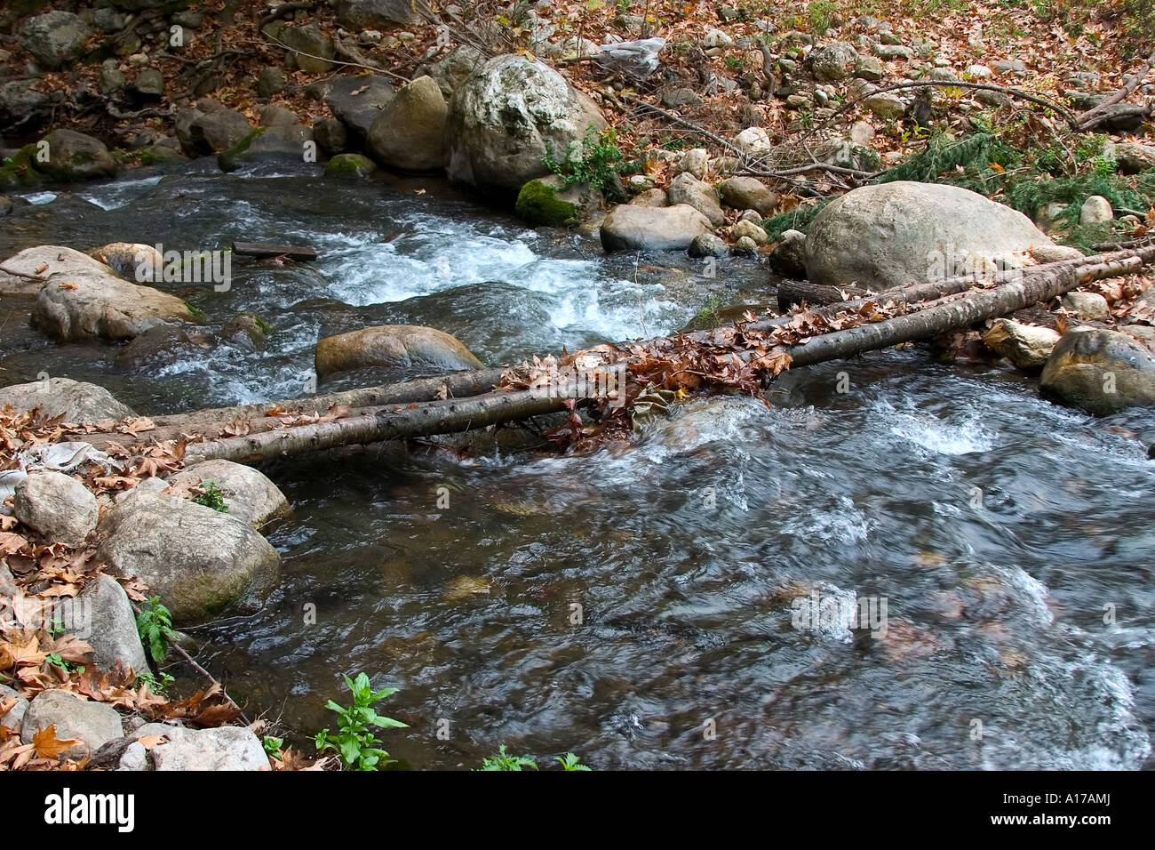 Trunks in the brook Stock Photo - Alamy