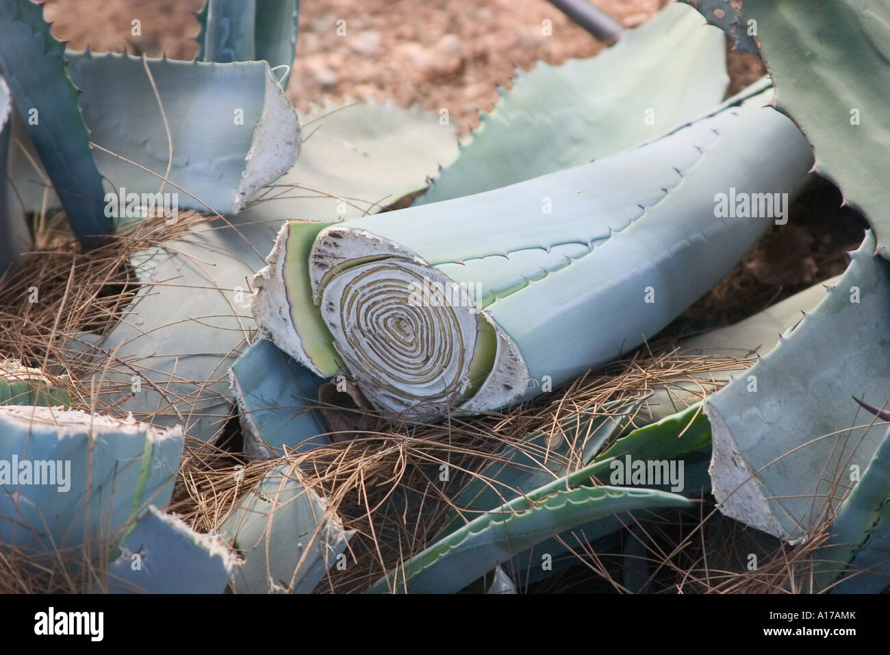 Dynamic stem hi-res stock photography and images - Alamy