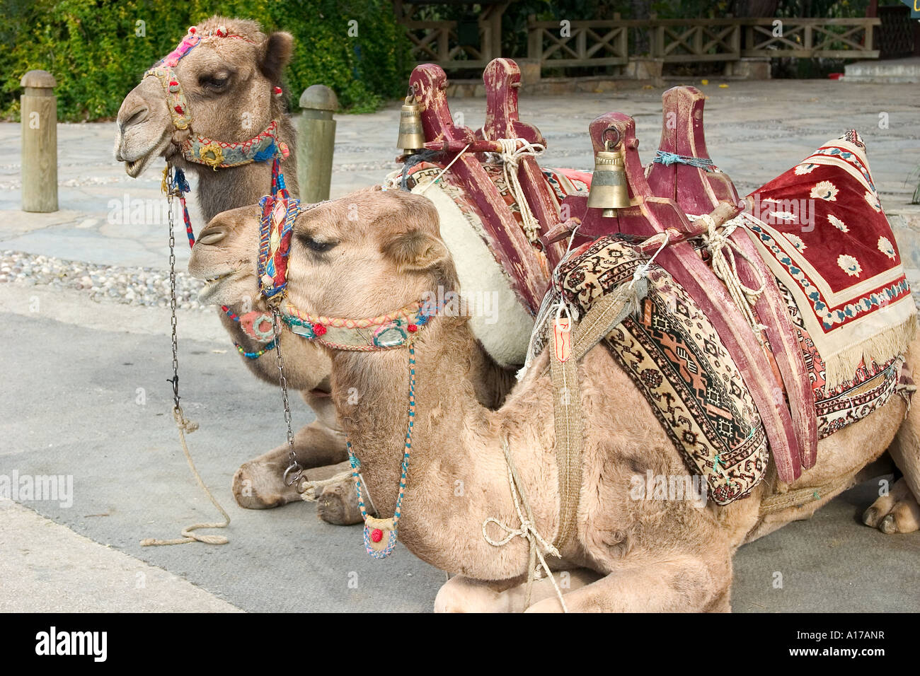 Humps bactrian camels hi-res stock photography and images - Alamy