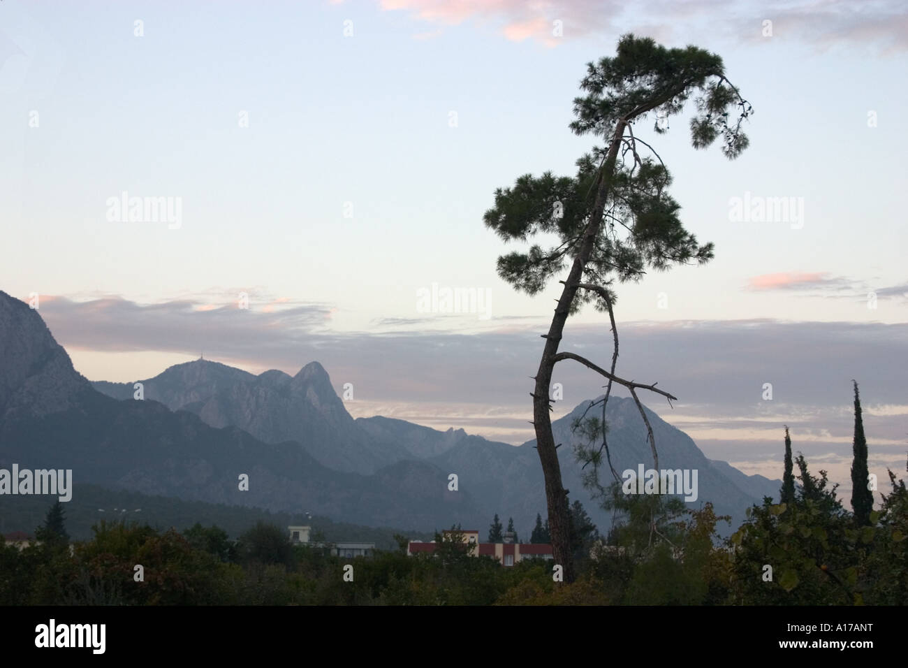 Landscape with tree Stock Photo - Alamy