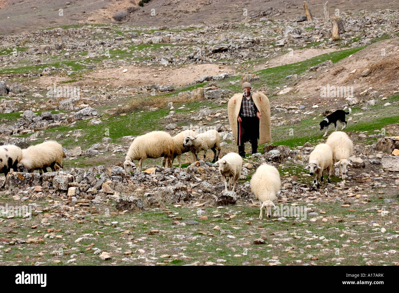 Shepherd with flock Stock Photo - Alamy