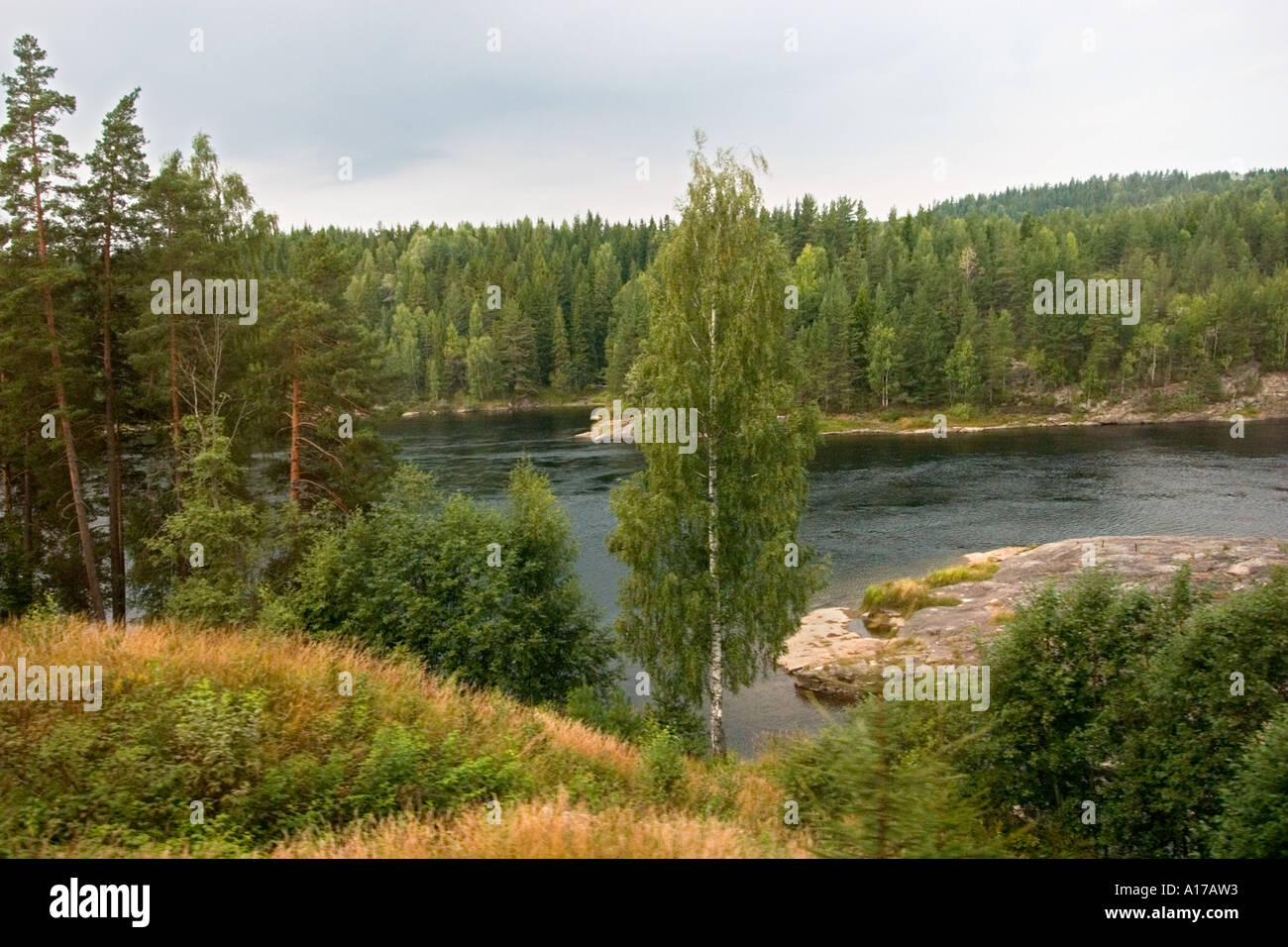 Landscape river pine trees between hi-res stock photography and images ...