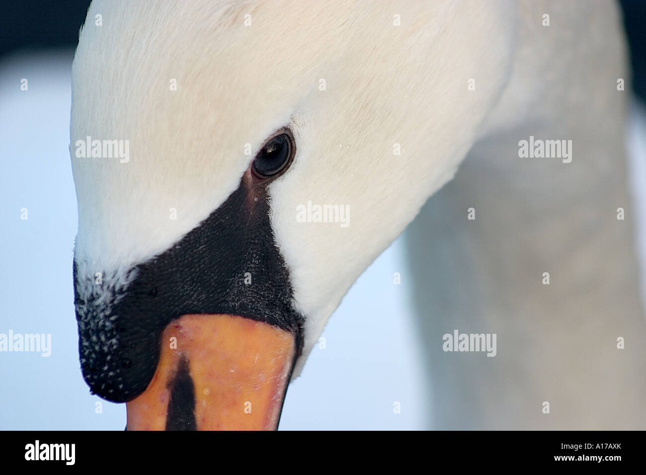 Rivers and poultry hi-res stock photography and images - Alamy