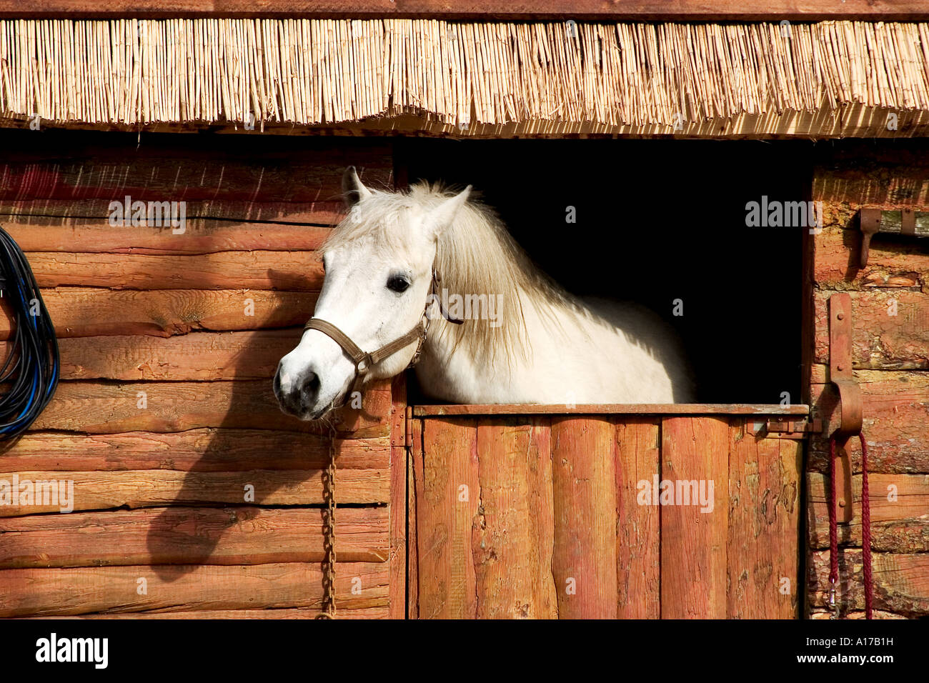 horses in the stable Stock Photo - Alamy