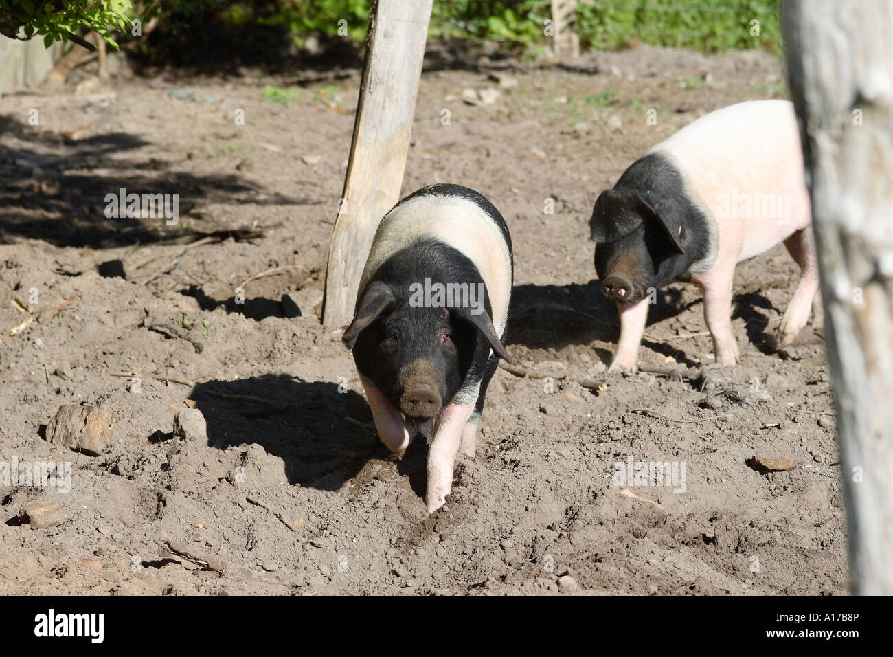Hurdling pigs hi-res stock photography and images - Alamy