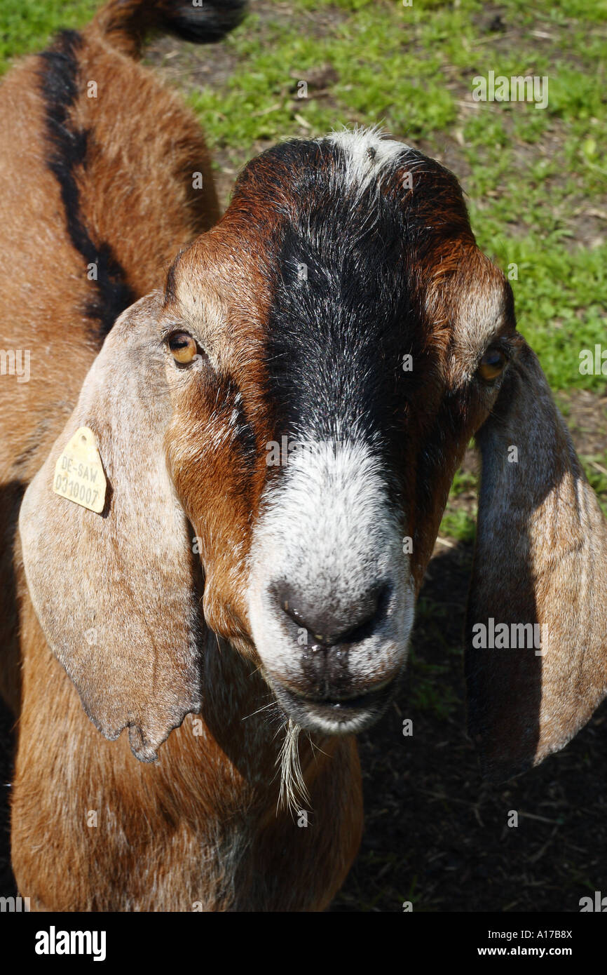 Goat skins hi-res stock photography and images - Alamy