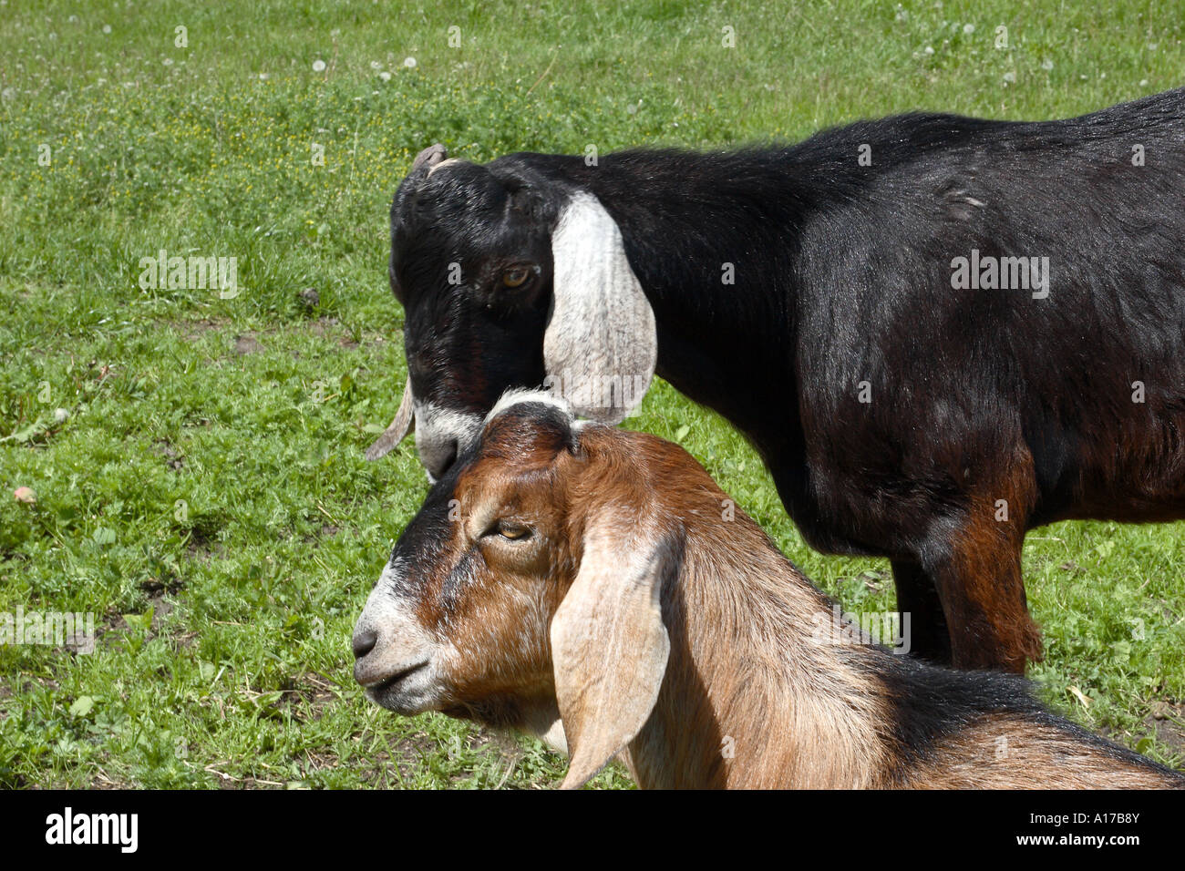 Goats body hi-res stock photography and images - Alamy