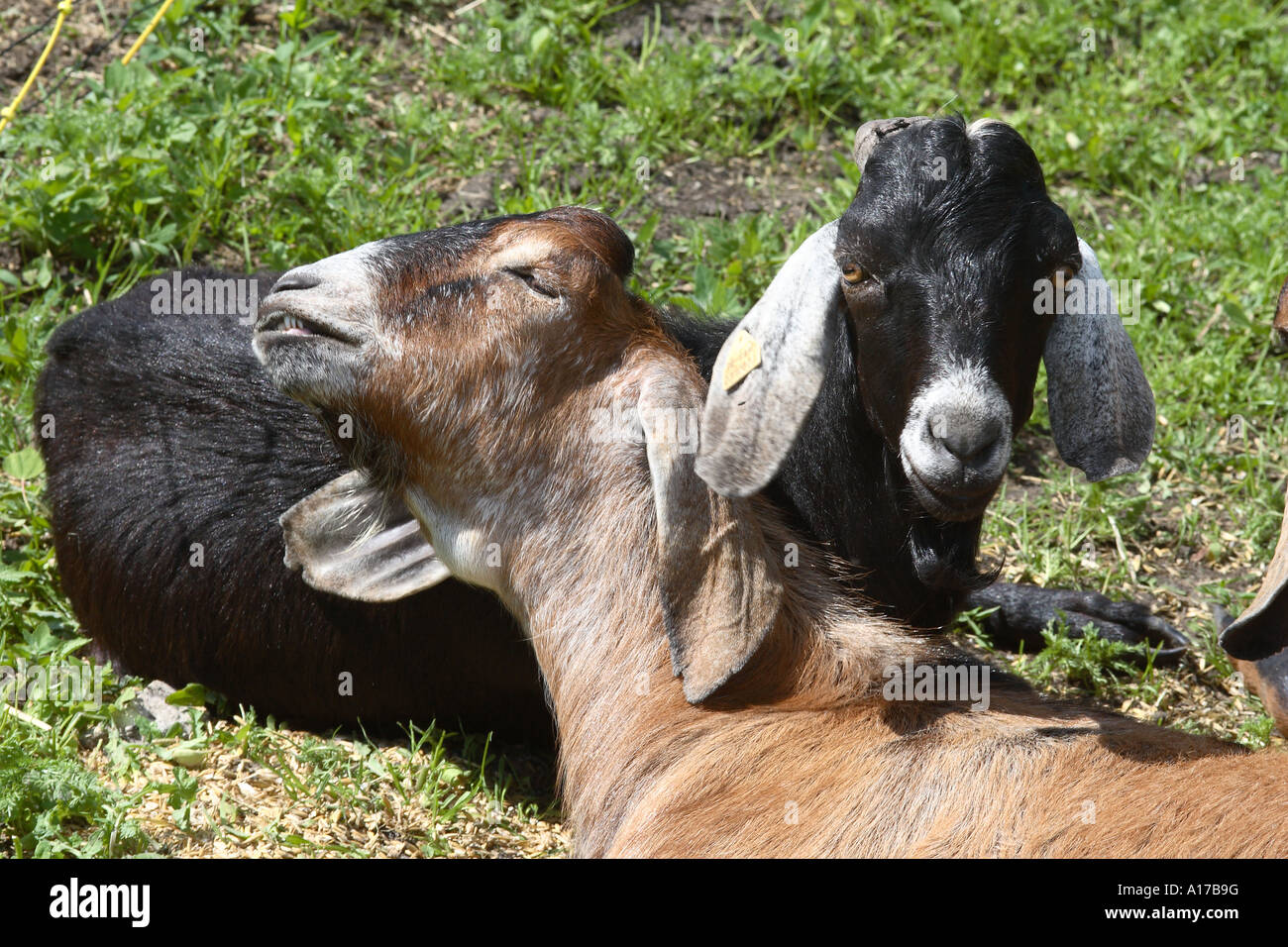 Goats body hi-res stock photography and images - Alamy