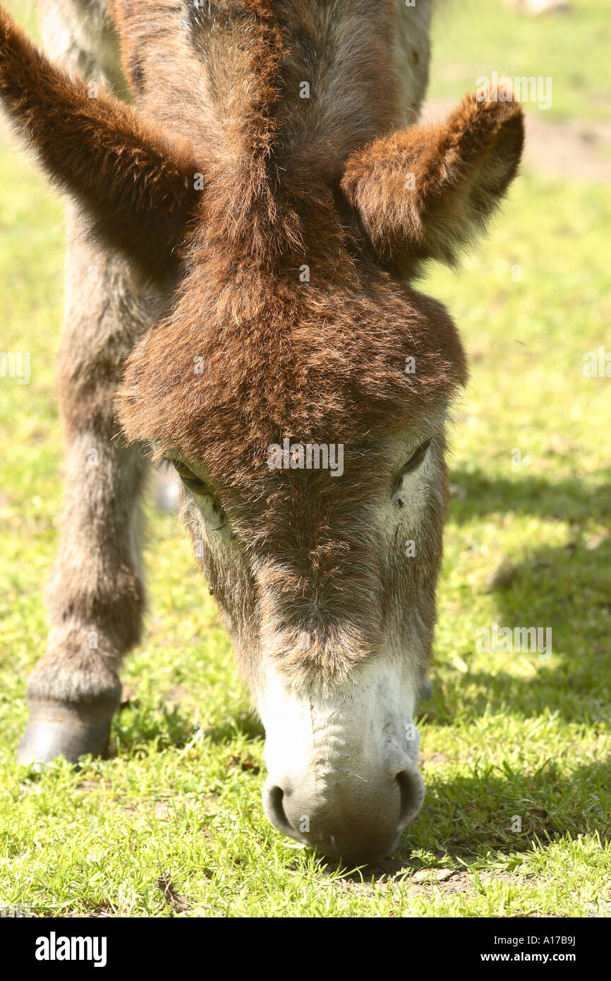 Donkey graze hi-res stock photography and images - Alamy