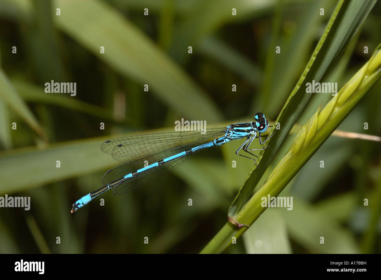 Dragonfly movement hi-res stock photography and images - Alamy