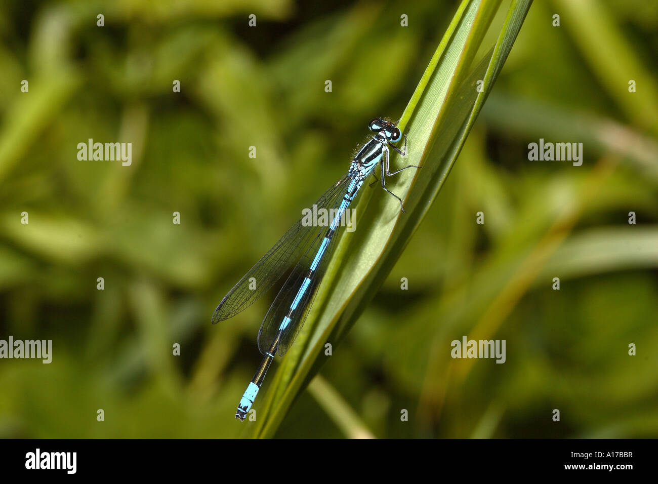 Dragonfly movement hi-res stock photography and images - Alamy