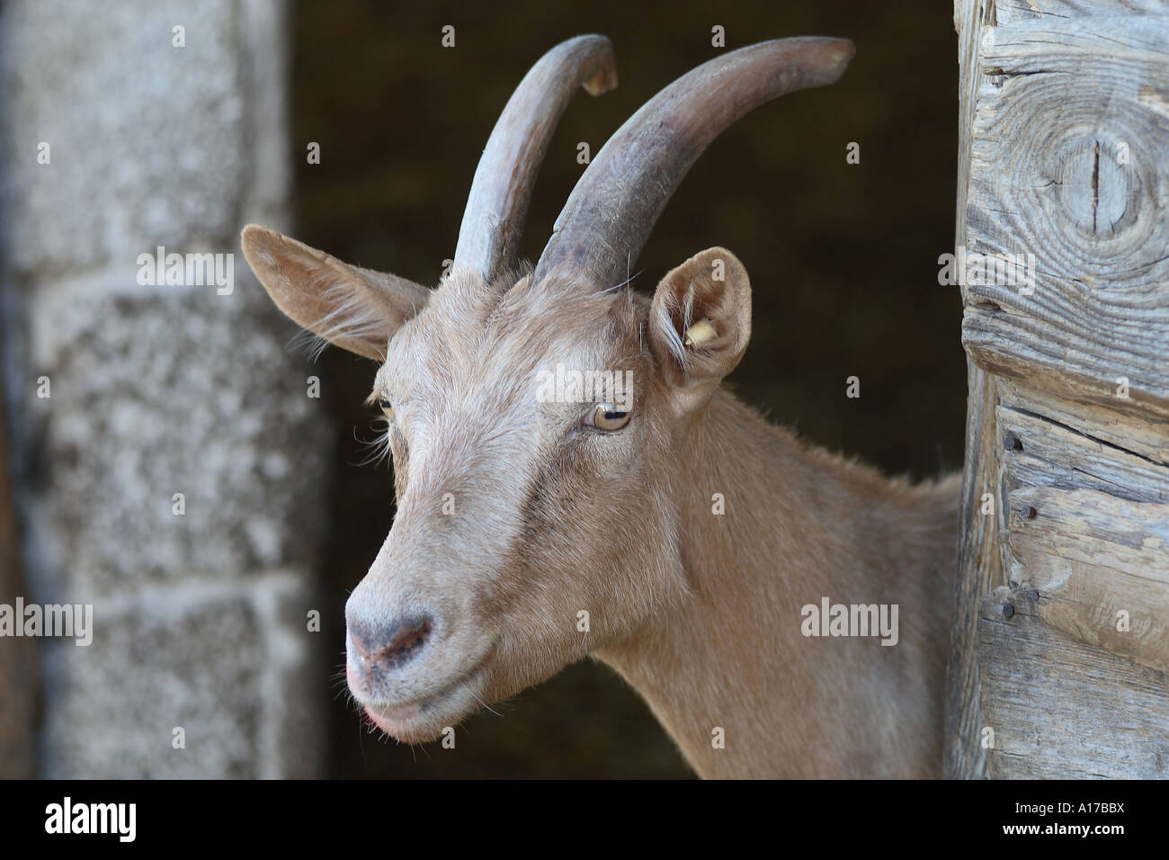 Goat head instrument hi-res stock photography and images - Alamy