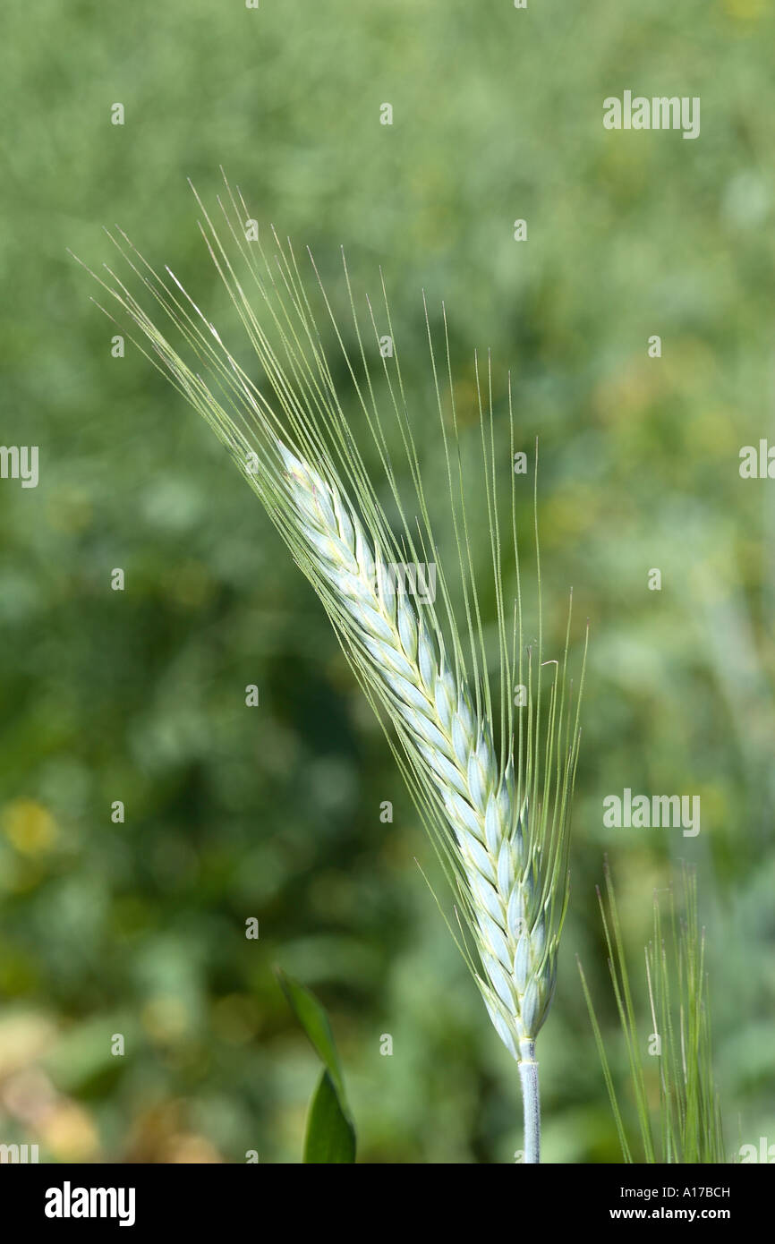 Wheat awns hi-res stock photography and images - Alamy
