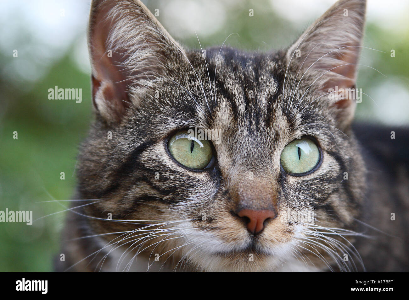 Tabby cat portraits hi-res stock photography and images - Alamy