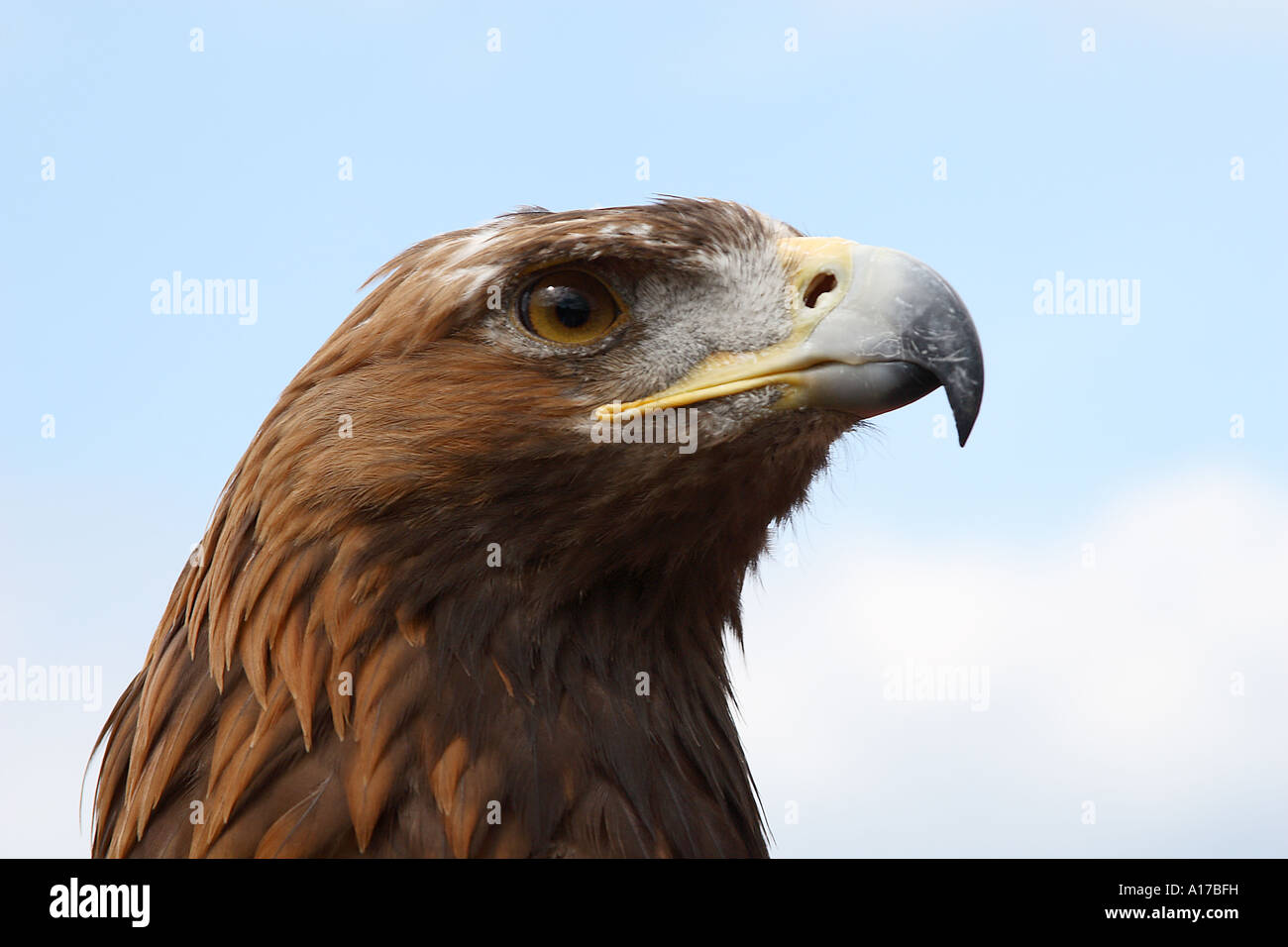 Eagels hi-res stock photography and images - Alamy