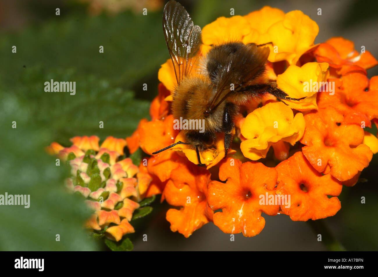 Bumble bee motion hi-res stock photography and images - Alamy