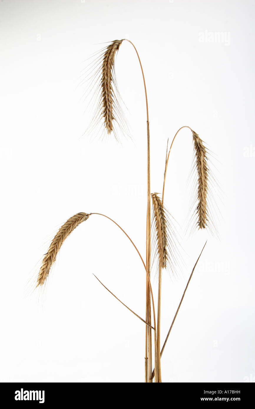 Corn blades hi-res stock photography and images - Alamy