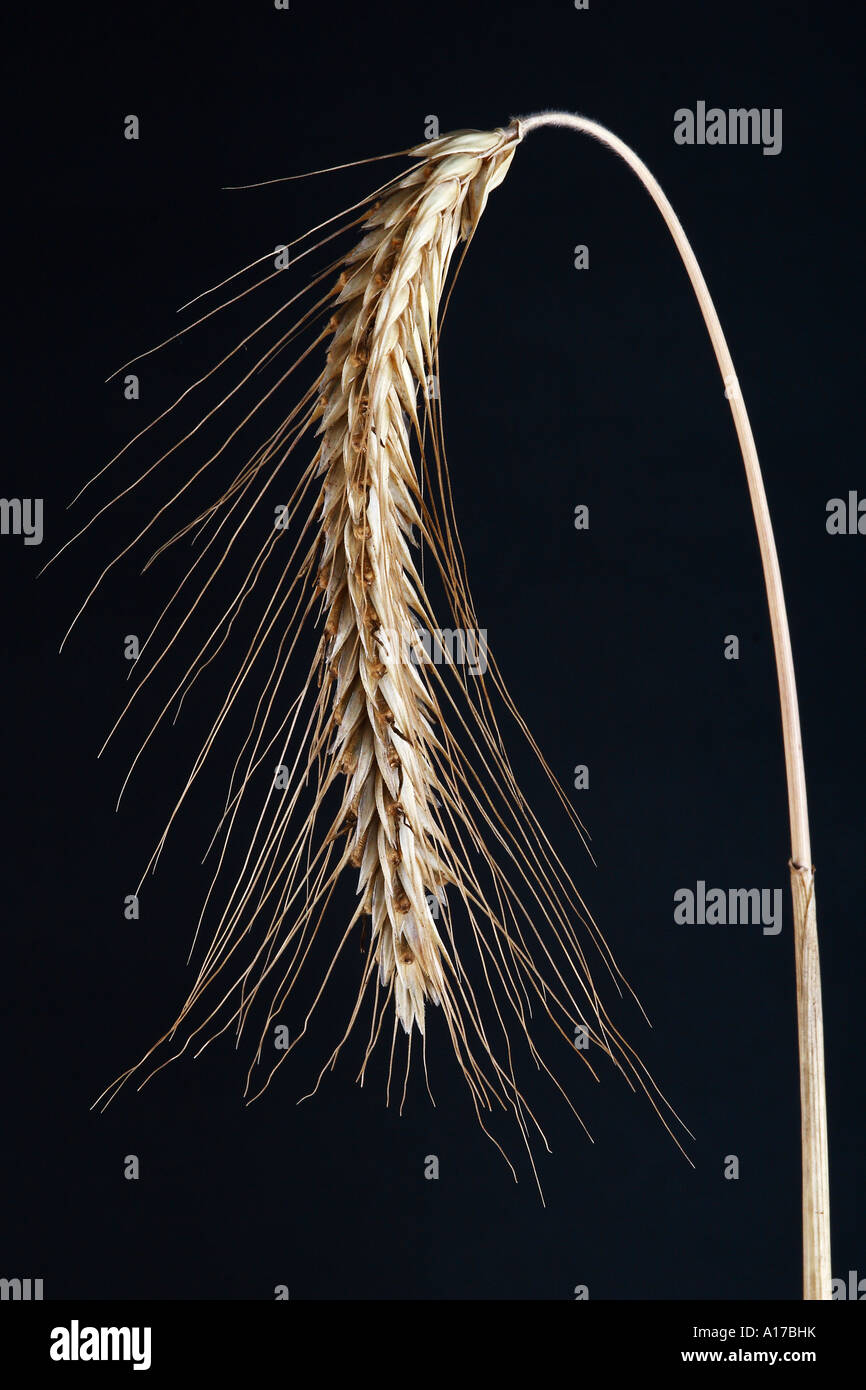 Culms hi-res stock photography and images - Alamy